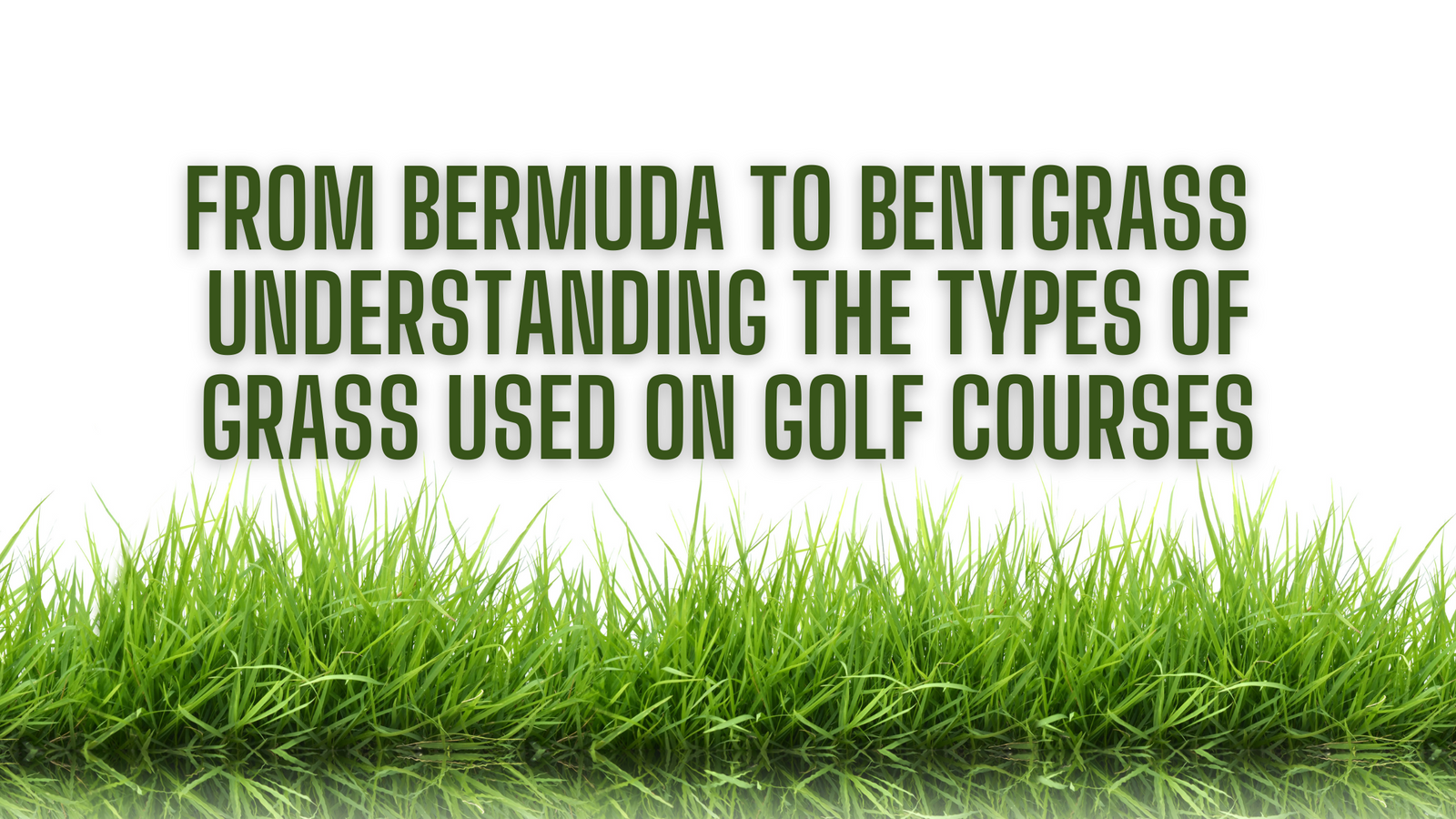 From Bermuda to Bentgrass: Understanding the Types of Grass Used on Go ...